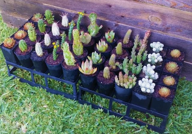 Small Cactus, $2 each | Plants | Gumtree Australia Perth City Area ...