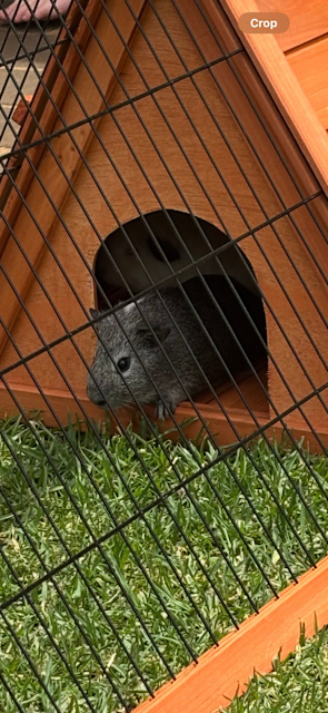 Guinea pigs | Other Pets | Gumtree Australia Toowoomba City - Kearneys ...