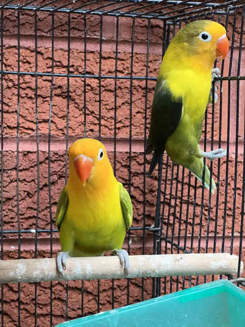 Breeding pair yellow face Fischer pair | Birds | Gumtree Australia ...