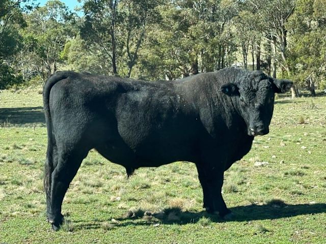 Angus Bull | Livestock | Gumtree Australia Oberon Area - Oberon ...