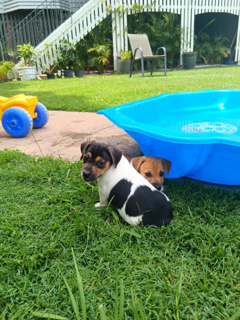 Stunning stumpy tail Jack Russell Puppies | Dogs & Puppies | Gumtree ...