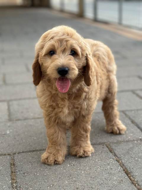 F1 STANDARD GROODLE (MALE) PUPPIES - READY 2 GO! | Dogs & Puppies ...