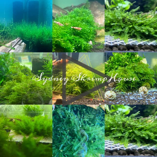 Aquarium Plants for Sale (postage available) | Fish | Gumtree Australia ...