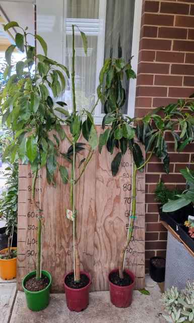 huge grafted Hass Avocado tree- Noble Park VIC - Plants in Noble Park ...