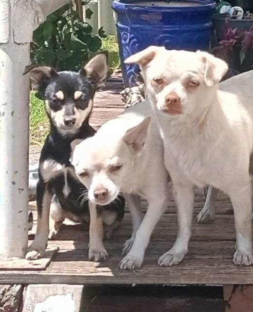 chihuahuas | Dogs & Puppies | Gumtree Australia Collie Area - Allanson ...