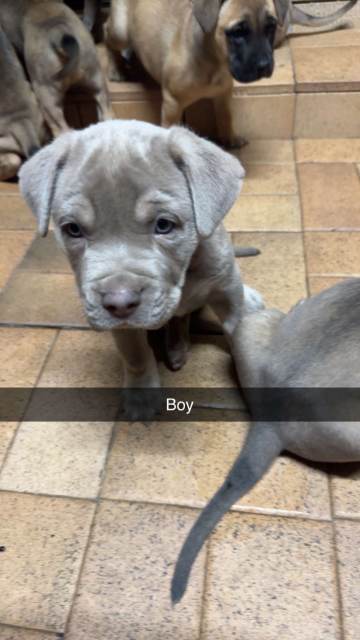 Neo mastiff x puppies | Dogs & Puppies | Gumtree Australia Lockyer ...