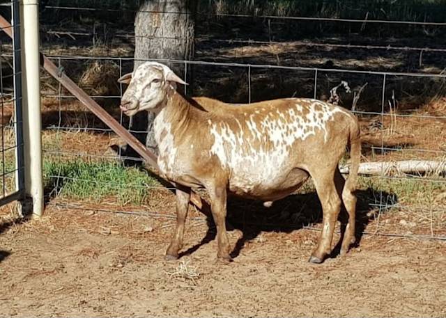 Meatmaster Ram (2017) | Livestock | Gumtree Australia Albury Area ...