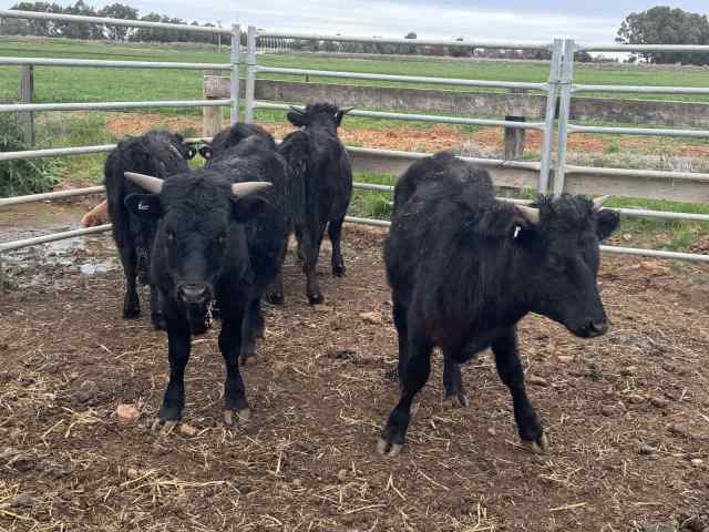 Steers dexter steers and have Angus heifers | Livestock | Gumtree ...