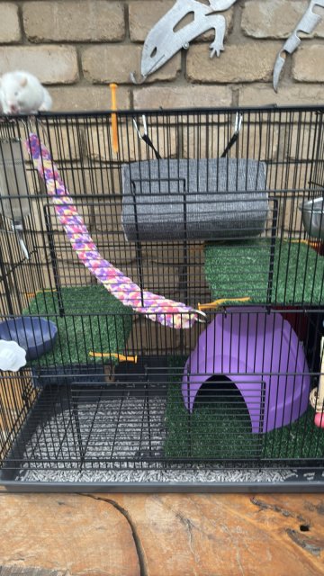 Pet rats complete set up..and 3 baby rats | Other Pets | Gumtree ...