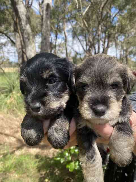Miniature Schnauzer puppies pure bred | Dogs & Puppies | Gumtree ...