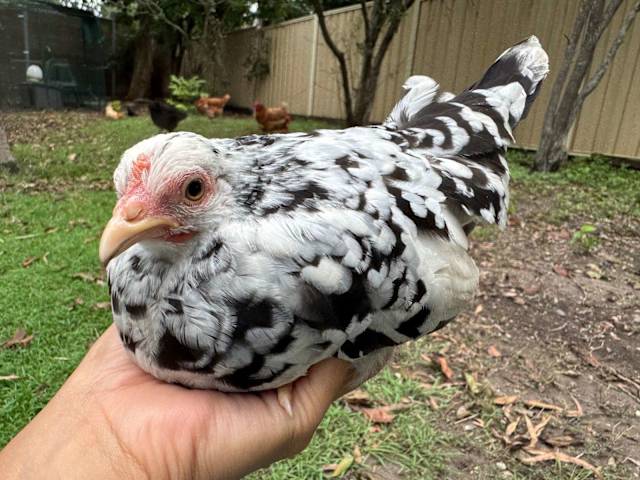 Japanese bantam chicken pullets | Livestock | Gumtree Australia ...