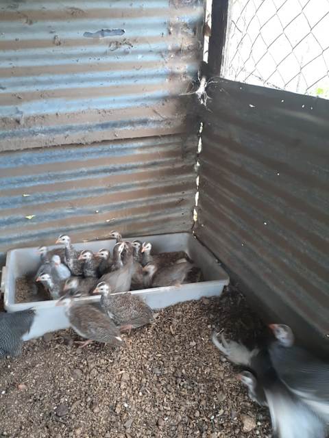 Guinea Fowl Keats | Birds | Gumtree Australia Gympie Area - Gympie ...