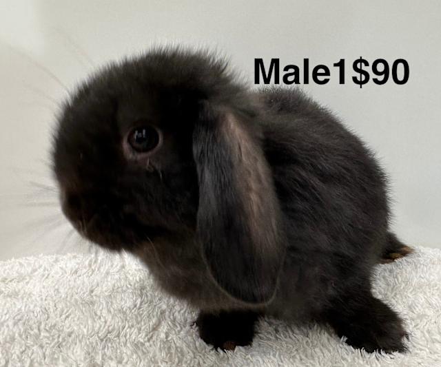 Purebred mini lop bunnies rabbits for sale from $90 | Rabbits | Gumtree ...