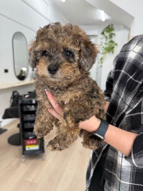 cavoodle puppies F1b miniature phantom and phantom Merle Cavoodle ...