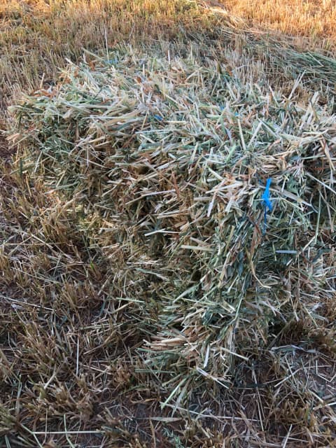 Oaten hay small bales - Other Home & Garden in Cowra NSW | Gumtree ...