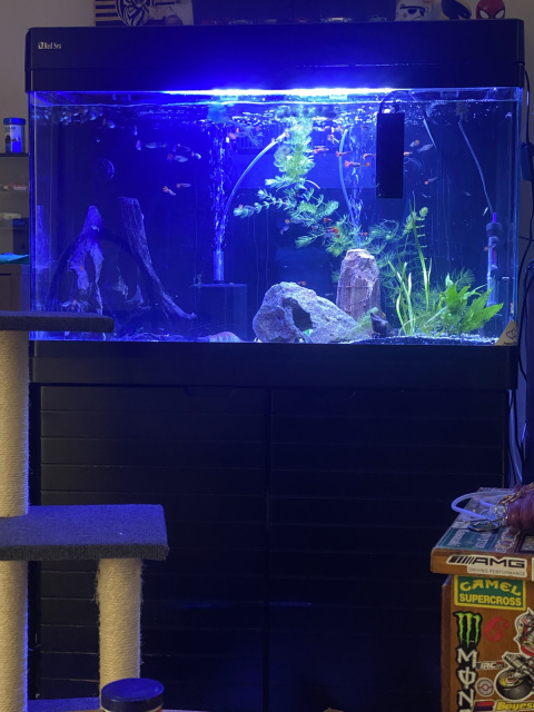 Red Sea 250 fish tank aquarium | Pet Products | Gumtree Australia ...