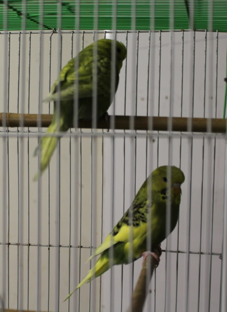 Budgies Babies | Birds | Gumtree Australia Melton Area - Taylors Hill ...