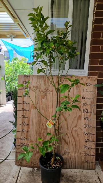 Huge fruiting lemon tree in 30cm pot- Noble Park VIC - Plants in Noble ...