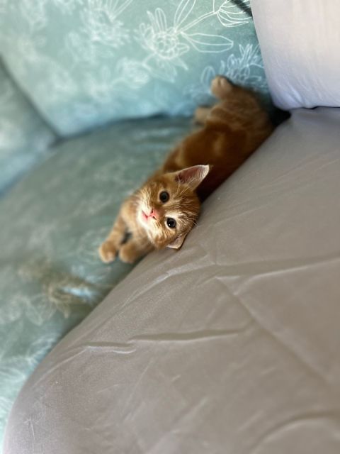 12 week old male kitten | Cats & Kittens | Gumtree Australia Kentish ...