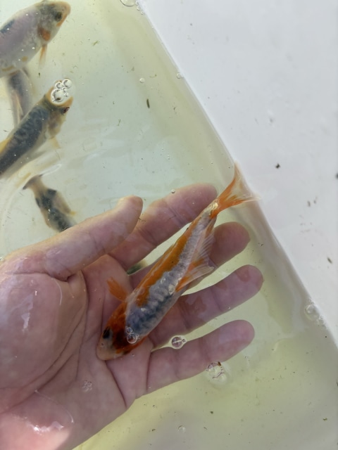Baby koi from quality lines hana shusui kohaku | Fish | Gumtree ...