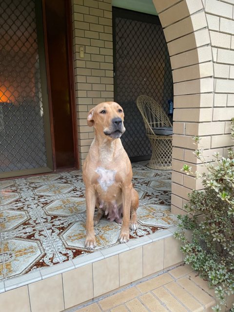 Free to good home | Dogs & Puppies | Gumtree Australia Logan Area ...