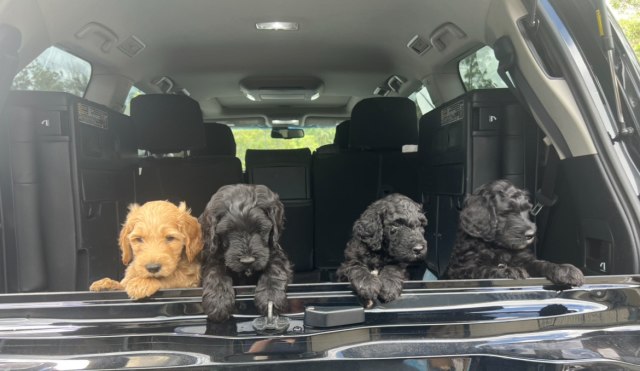 Oodles of SHEEPADOODLE puppies- price dropped | Dogs & Puppies ...