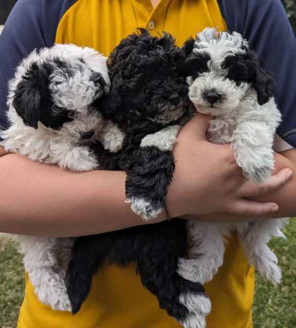 Toy Poodle x | Dogs & Puppies | Gumtree Australia Nowra-Bomaderry ...