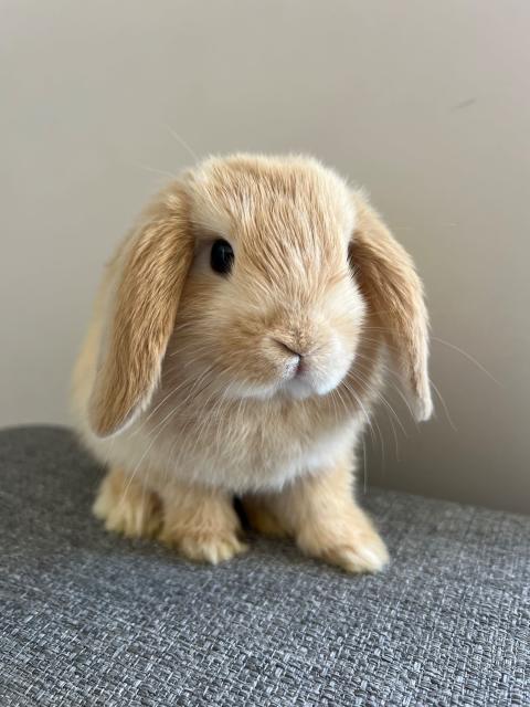 Purebred Mini Lop Baby Bunnies | Rabbits | Gumtree Australia Maroondah ...
