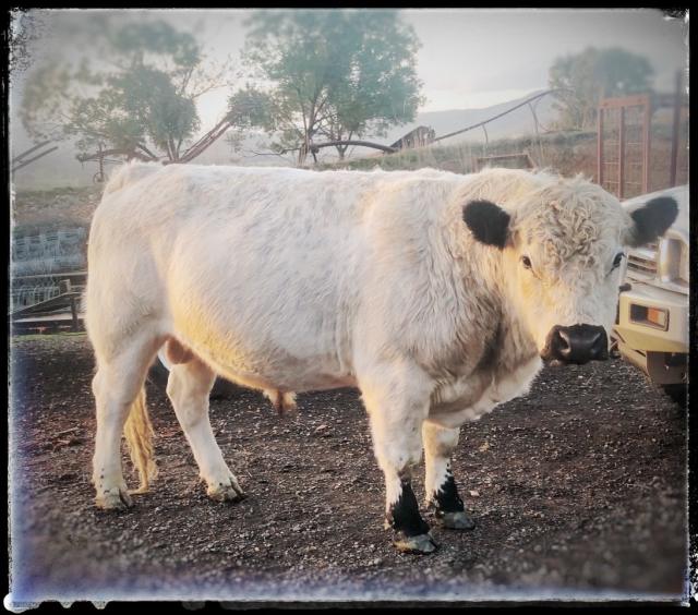 RARE CATTLE BREED FOR SALE: Registered British White Bull | Livestock ...