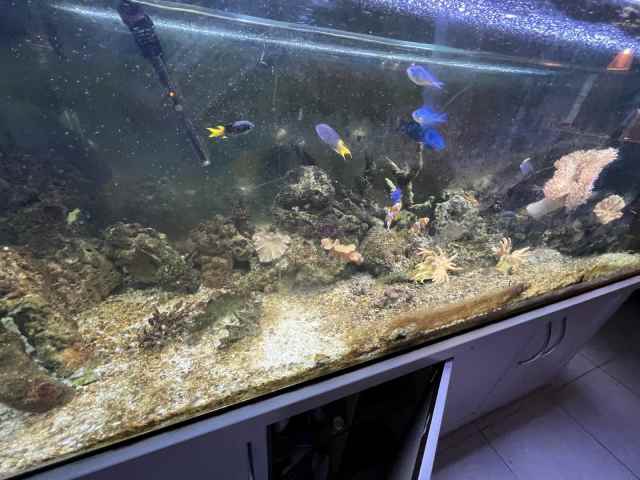 Fish tank complete with fish coral the lot. | Fish | Gumtree Australia ...