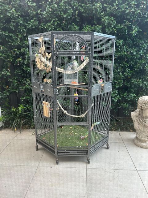 2 x Quaker Parrots & Cage Set Up 2 x Budgies & cage and set up | Birds ...