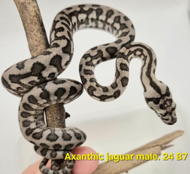 Hatchling carpet pythons, various colours | Reptiles & Amphibians ...