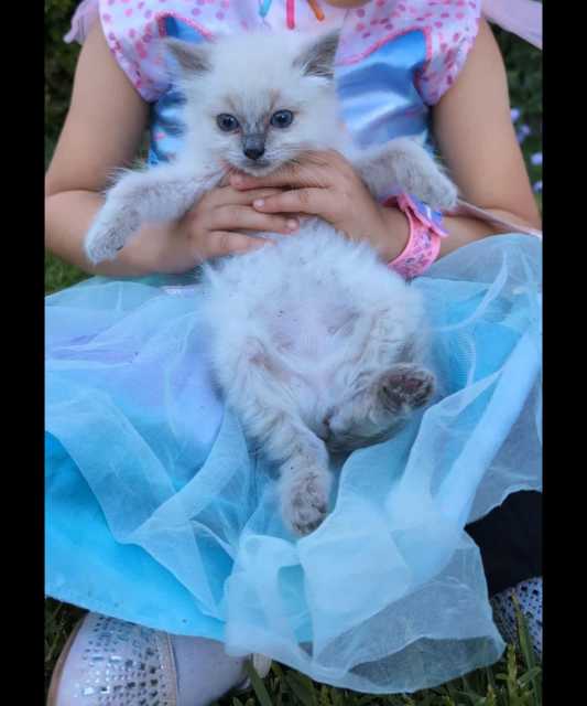 Gorgeous Blue Point Ragdoll Kittens 14 weeks old | Cats & Kittens ...