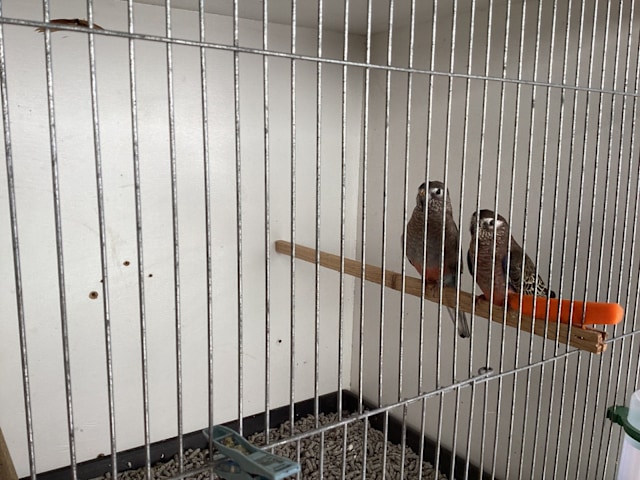 Normal Bourke parrots | Birds | Gumtree Australia Caboolture Area ...