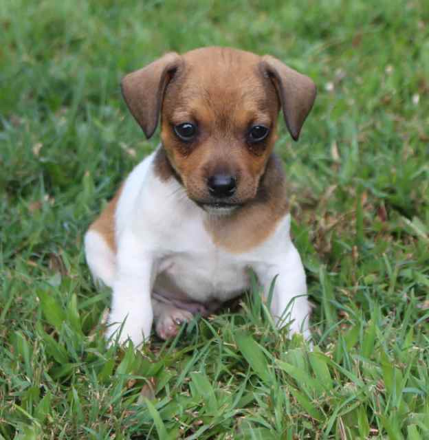 Tricolor Mini Foxy/Foxie x Jack Russells | Dogs & Puppies | Gumtree ...