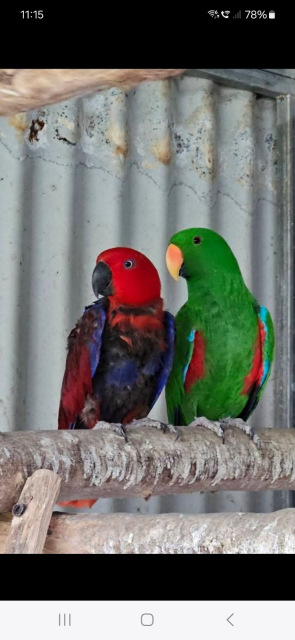 eclectus breeding pair | Birds | Gumtree Australia Great Lakes Area - Nabiac | 1332547509
