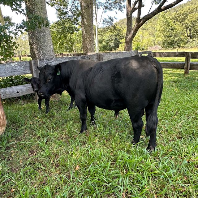 Registered Angus Bulls 19 months | Livestock | Gumtree Australia ...