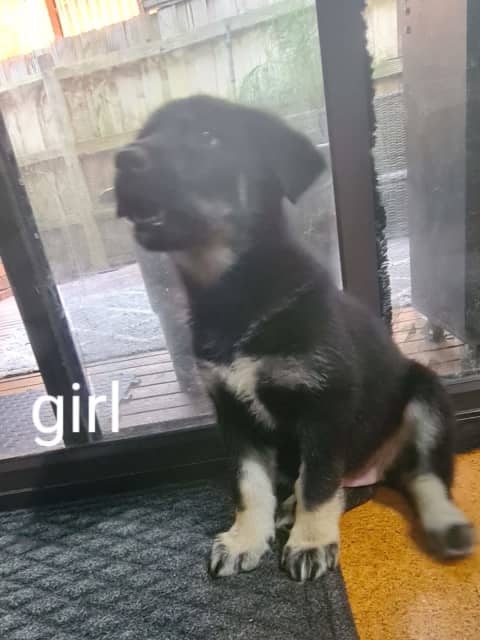 Malamute Rottweiler Mix Puppy