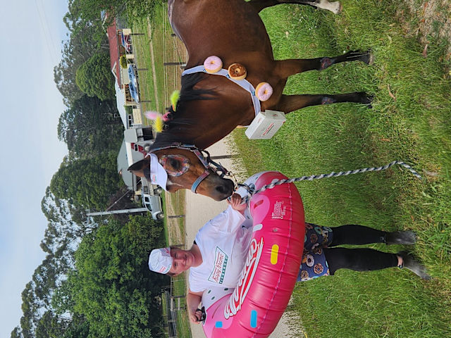 Arab Australian Riding Pony Mare | Horses & Ponies | Gumtree Australia ...