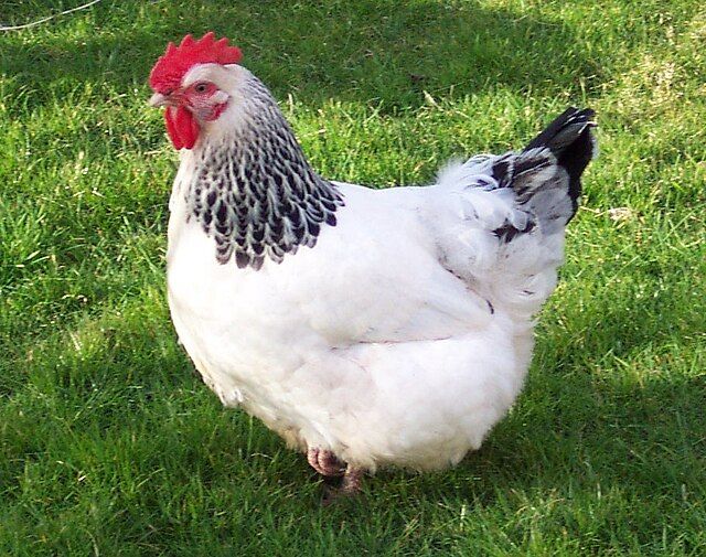 Wanted - Light Sussex POL hens, pullets | Livestock | Gumtree Australia ...