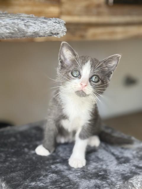 BEAUTIFUL BLUE/GREY RESCUE KITTEN FOR ADOPTION | Cats & Kittens ...