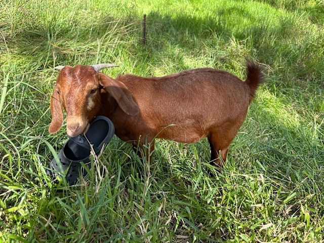 FULLBLOOD RED BOER GOATS. | Livestock | Gumtree Australia Mackay City ...