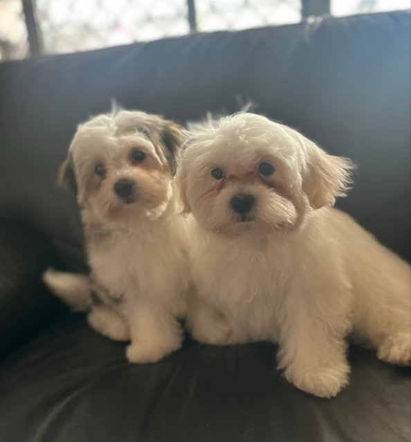 Shmoodle puppies Ready to go | Dogs & Puppies | Gumtree Australia ...