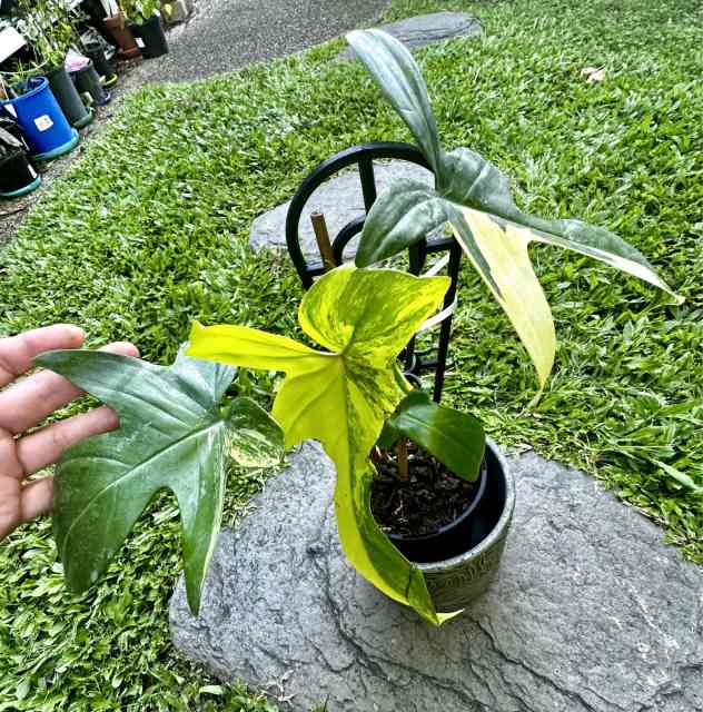 stunning philodendron florida beauty- great variegation | Plants ...