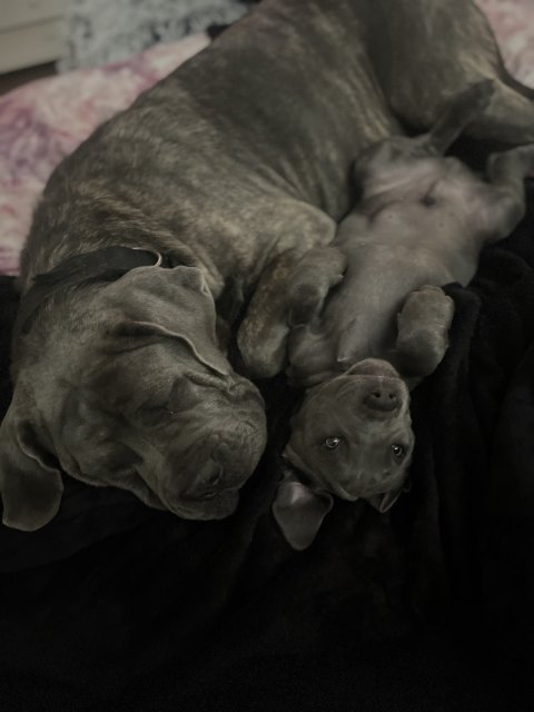 Purebred Neo Mastiff Puppies | Dogs & Puppies | Gumtree Australia Young ...