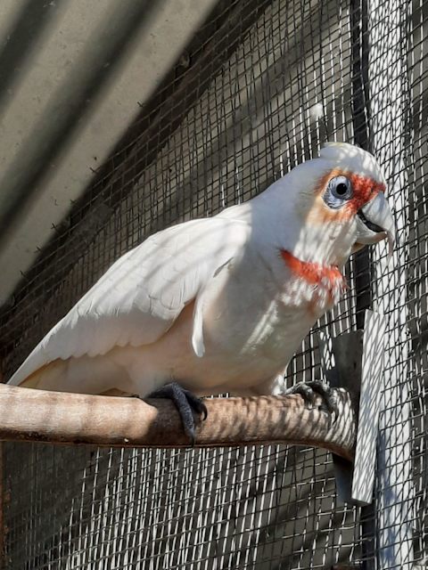 Long Billed Corella | Birds | Gumtree Australia Corangamite Area - Terang | 1336639562