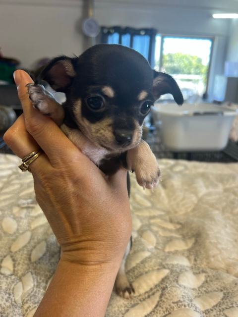 TINY Purebred girls & boys | Dogs & Puppies | Gumtree Australia ...