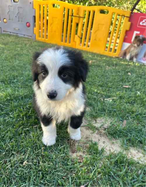 1 x MALE REGISTERED BORDER COLLIES | Dogs & Puppies | Gumtree Australia ...
