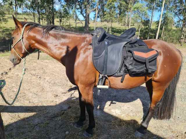 standard gelding | Horses & Ponies | Gumtree Australia Muswellbrook ...