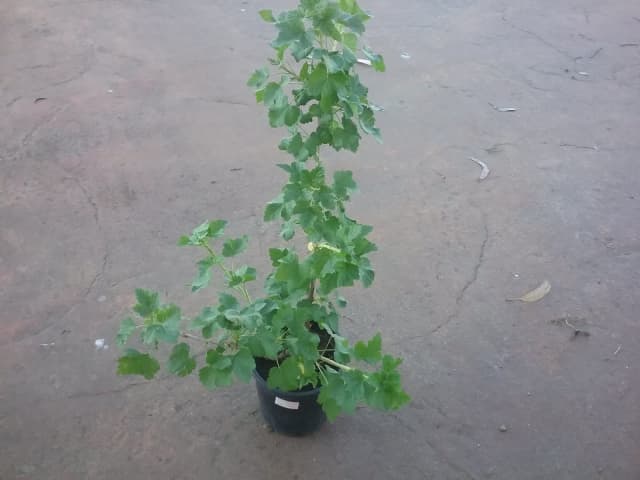 Jostaberry tree. Edible fruit.Fruit shrub . 1m height. | Plants ...